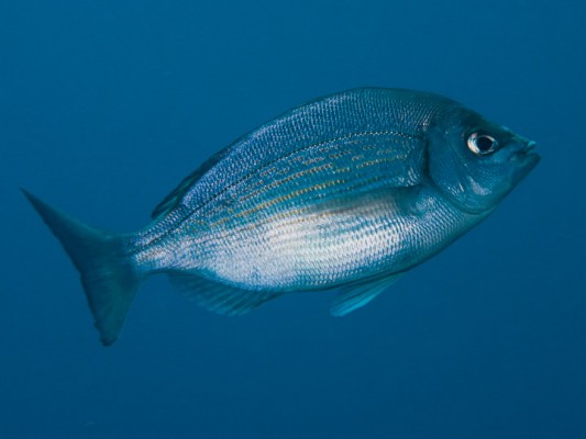 Chopa (spondyliosoma cantharus) | enelmar.es