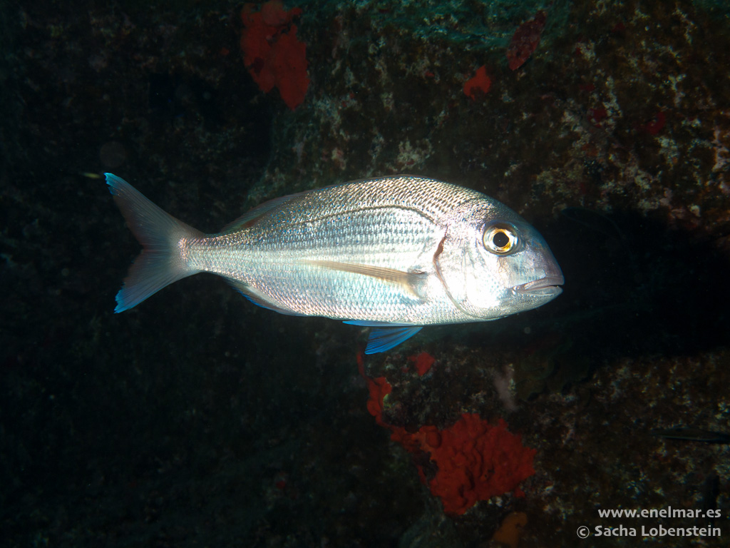 Breca (Pagellus erythrinus) | enelmar.es