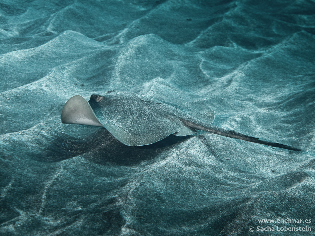 Chucho amarillo (Dasyatis Pastinaca) | enelmar.es
