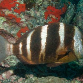 Sargo breado (diplodus cervinus cervinus) | enelmar.es