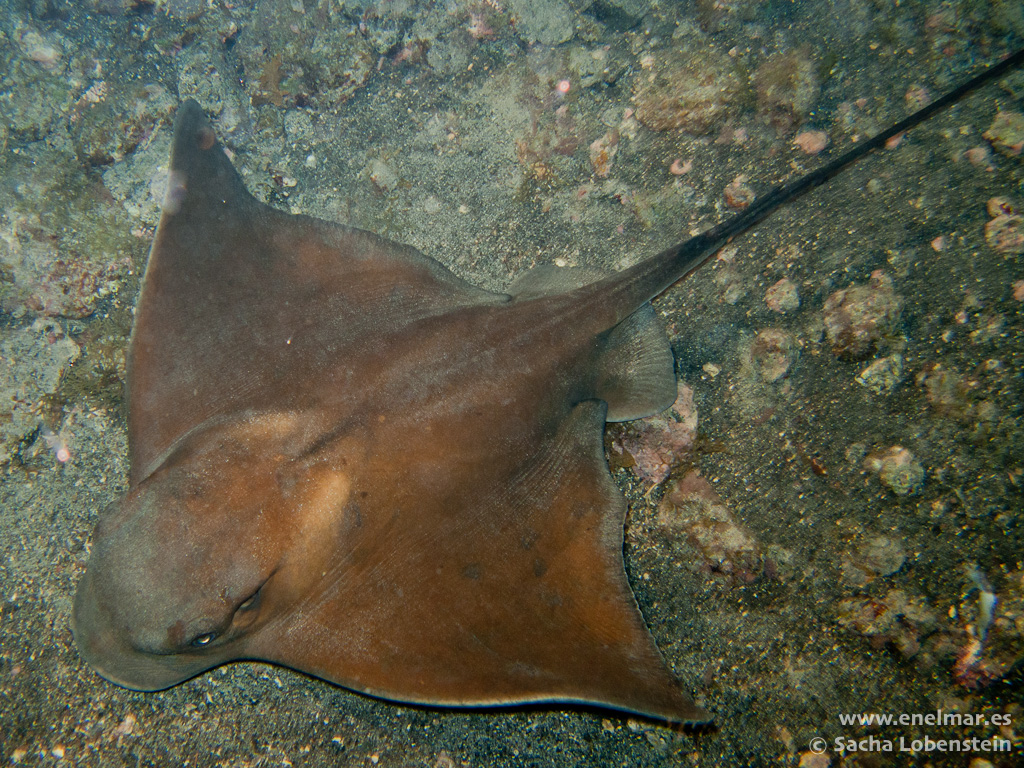 Ratón (Myliobatis aquila) | enelmar.es