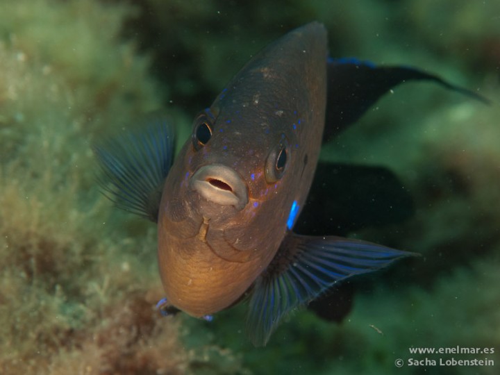 20110430 1545 – Fula negra (Abudefduf luridus), Garachico | enelmar.es