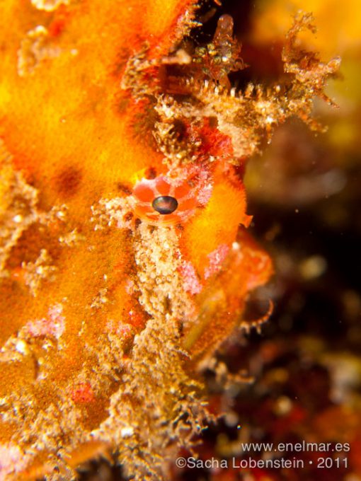 Pez esponja o Antenario (Antennarius nummifer) | enelmar.es