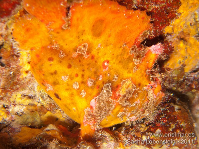 Pez esponja o Antenario (Antennarius nummifer) | enelmar.es