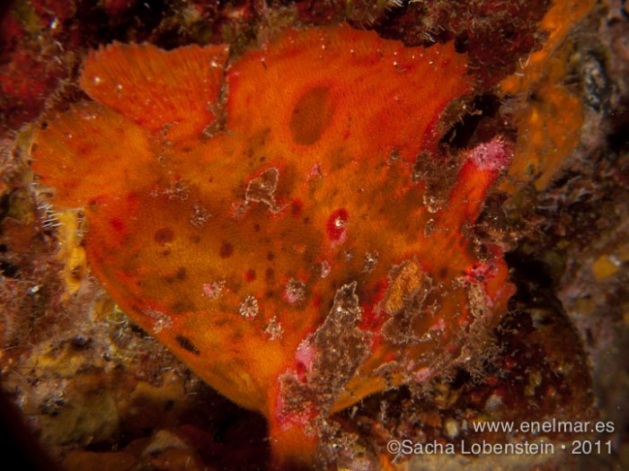 Pez esponja o Antenario (Antennarius nummifer) | enelmar.es