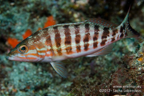 20120226 1151 – enelmar.es – Cabrilla negra (Serranus atricauda), Las ...
