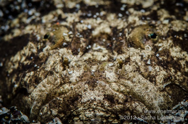 20120412 2220 – enelmar.es – Pejesapo o Pez rata (Uranoscopus scaber ...